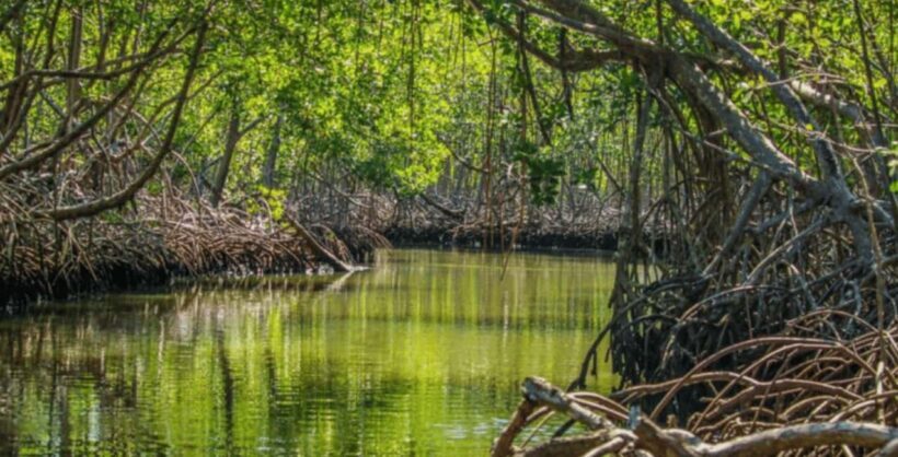 Samana: Los Haitises, Caño Hondo, Kayak Tour with Lunch - Final Thoughts