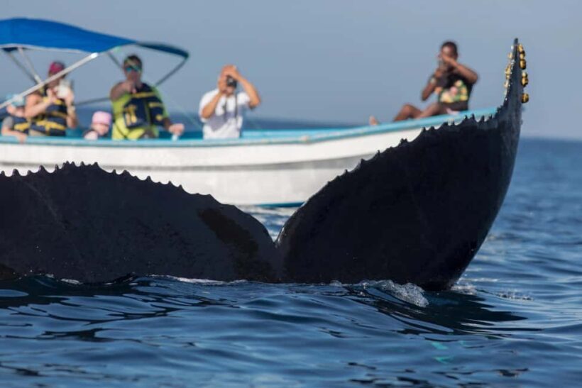 Samaná: Private Catamaran Whale Watching Tour with Drinks - Key Points