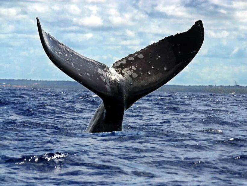 Samaná: Private Catamaran Whale Watching Tour with Drinks - FAQ