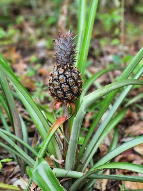 Samana: Private Los Haitises Expedition Caves & Mangroves - Who Will Love This Tour?