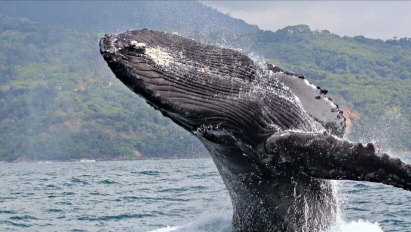 Samana: Private Whale Watching Half Day Trip - Key Points
