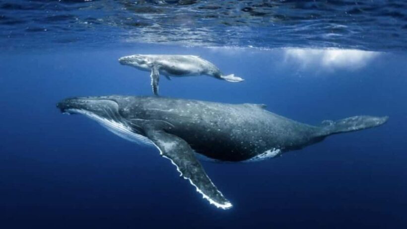 Samaná: Samaná Bay Whale Watching Tour with Drinks - What to Expect from the Samaná Whale Watching Tour