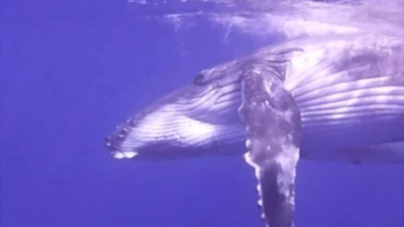 Samaná: Samaná Bay Whale Watching Tour with Drinks - Practical Details