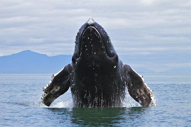Samana Tours (With Whales) Full Day Excursion! All inclusive Tour! - Key Points