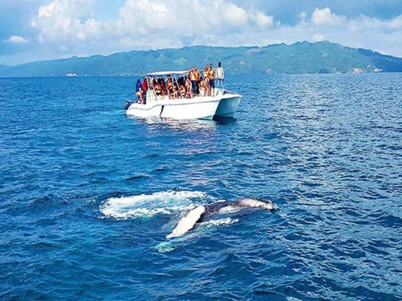 Samaná: Whale Watching and Cayo Levantado Island Tour - Who Should Consider This Tour?
