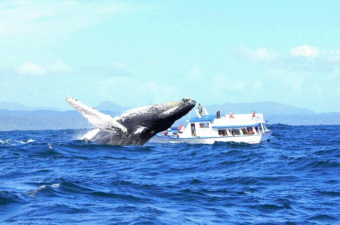 Samaná Whale Watching + Cayo Levantado (Bacardi Island). - FAQs
