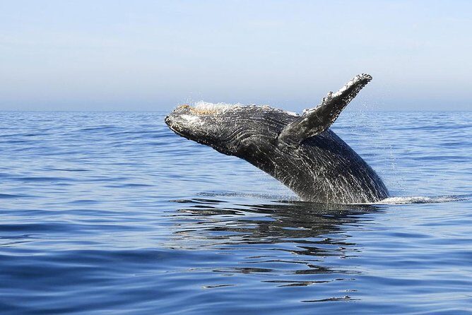 Samana Whale Watching + Cayo Levantado ( Bacardi Island) with Lunch by Locals - Who Would Love This Tour?