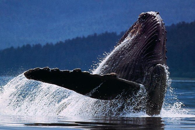 Samana Whale Watching + Cayo Levantado ( Bacardi Island) with Lunch by Locals - Final Thoughts