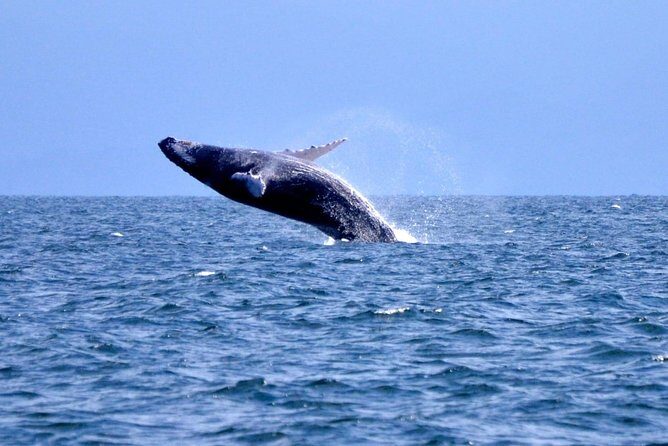 Samana Whale Watching + Cayo Levantado + Limon Waterfalls from Punta Cana Hotels - The Full-Experience Breakdown