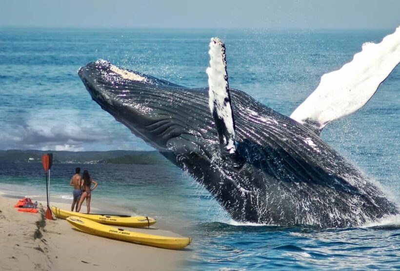 Samaná: Whale Watching. Kayaking at Cayo Levantado & Lunch - Key Points