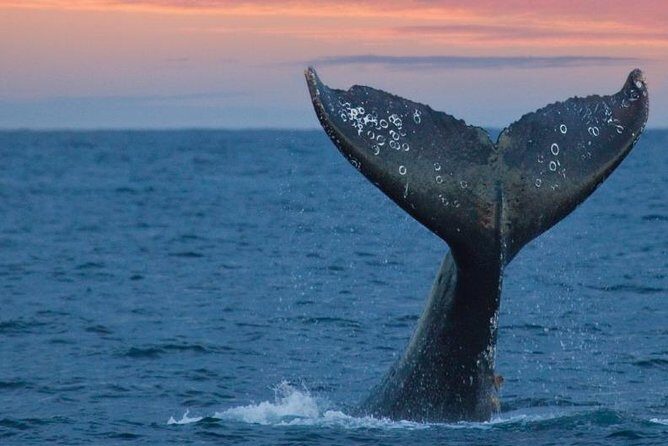Samana Whale Watching Tour From Las Terrenas. Cayo Levantado with Lunch - Who Should Consider This Tour?