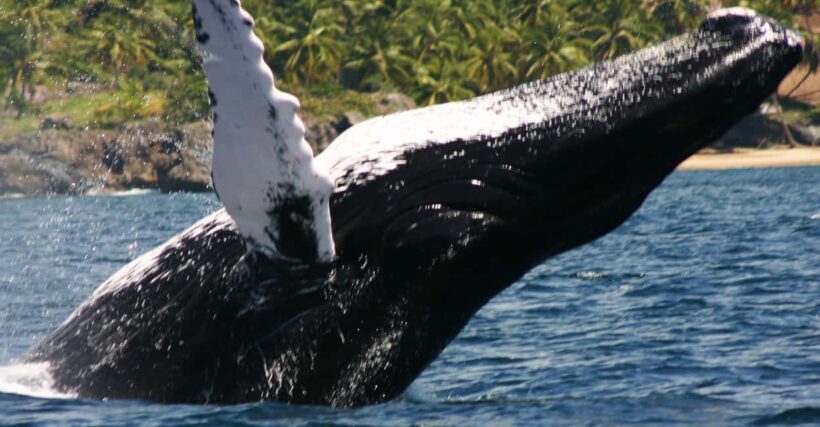 Samana: Whale Watching Tour - Exploring Bacardi Island and White Beaches