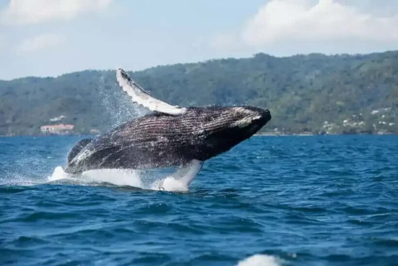Samaná: Whale Watching Tour with Guide - The Itinerary: Breaking Down the Day