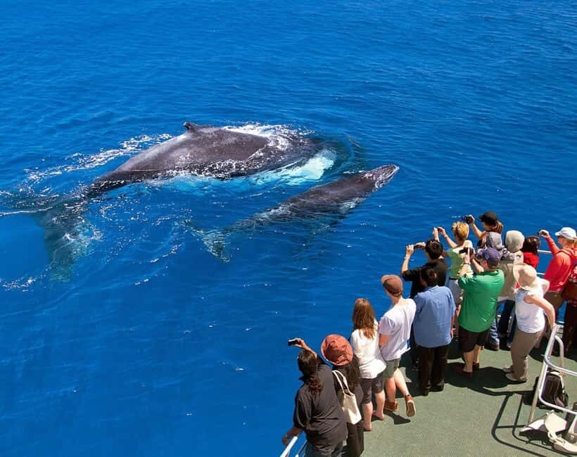Samaná: Whale Watching Tour with Snacks - What to Expect on the Samaná Whale Watching Tour