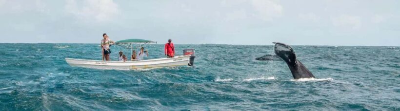Samaná: Whale Watching Tour with Snacks - Comparing Similar Experiences
