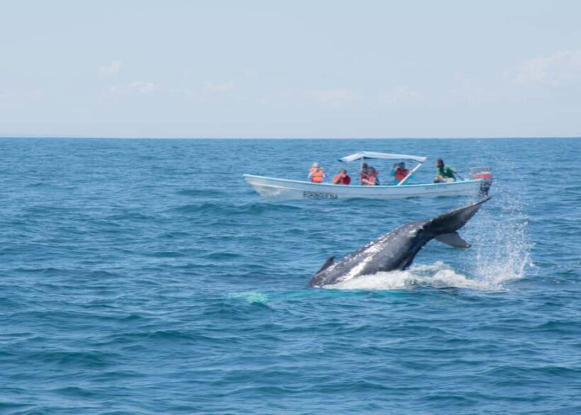 Samaná: Whale Watching Tour with Snacks - Frequently Asked Questions (FAQs)