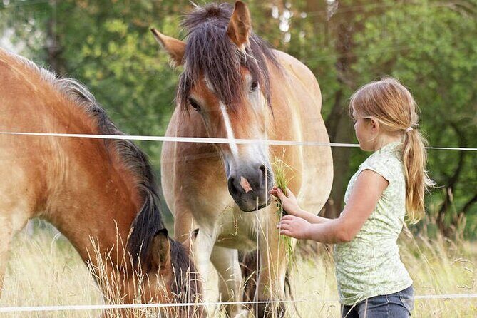 Samaná Whale Watching, waterfall & Cayo Levantado Adventure - The Sum Up