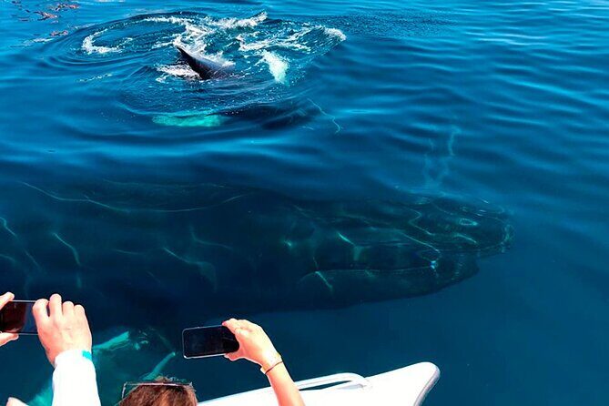 Samaná Whale Watching, waterfall & Cayo Levantado Adventure - FAQ