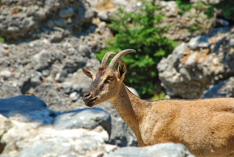 SAMARIA GORGE Full-Day Trip from CHANIA - The Main Trek: 16 Kilometers of Natural Wonder