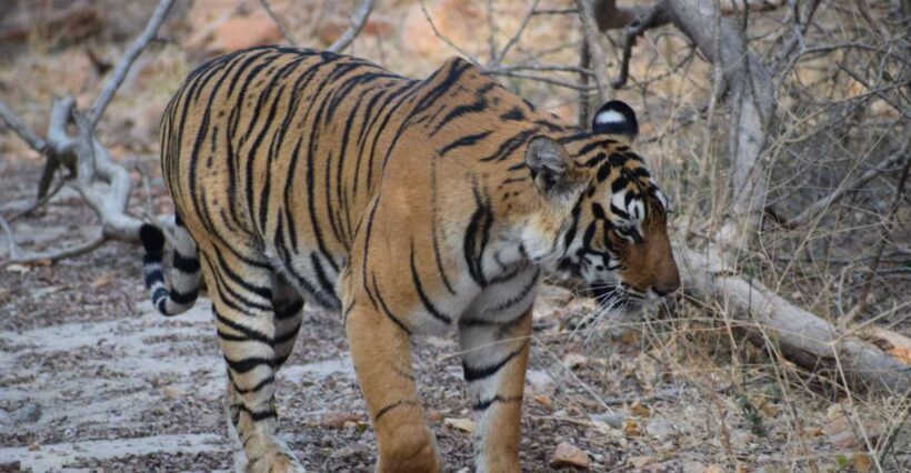 Same Day Ranthambhore WildLife Tour From Jaipur - Exploring the Details of the Ranthambhore Day Trip