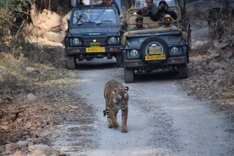 Same Day Ranthambhore WildLife Tour From Jaipur - The Sum Up