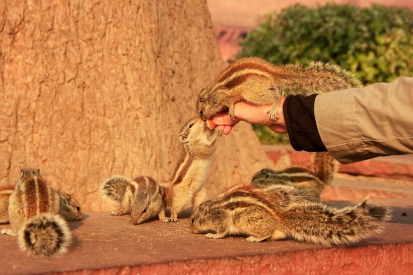 Same Day Taj Mahal, Agra Fort & Baby Taj Tour from Jaipur - Key Points