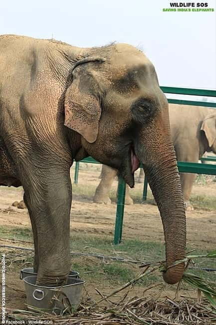 Same-day Taj Mahal Tour with SOS Elephant/Bear Sanctuary - Final Thoughts