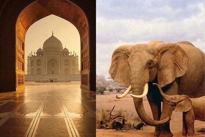 Same day Tajmahal tour with SOS Elephant/Bear wildlife Sanctuary - A Closer Look at the Itinerary