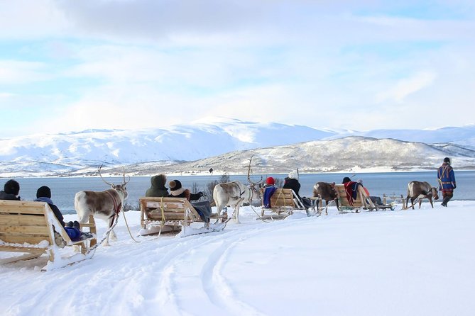 Sami Culture and Short Reindeer Sledding from Tromso - Key Points