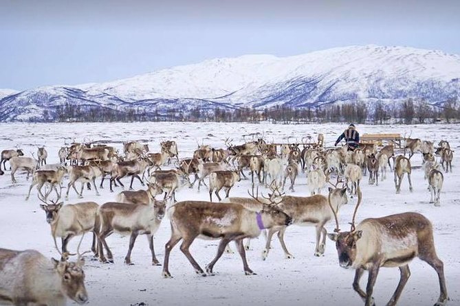 Sami Culture and Short Reindeer Sledding from Tromso - The Value of the Tour