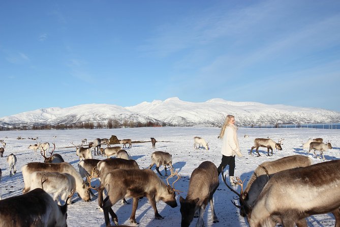 Sami Culture and Short Reindeer Sledding from Tromso - Who Will Love This Experience?