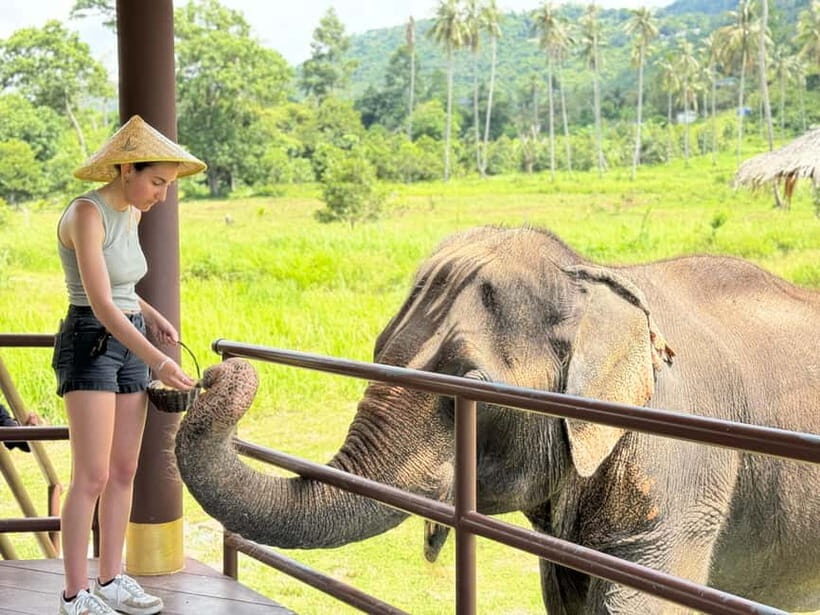 Samui: Elephant Home Sanctuary and the first elephant museum - Key Points