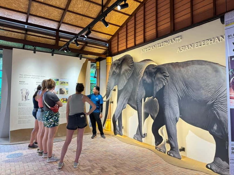 Samui: Elephant Home Sanctuary and the first elephant museum - A Detailed Look at the Tour Experience