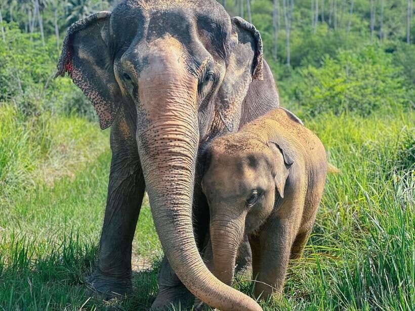 Samui: Elephant Home Sanctuary and the first elephant museum - What to Bring and Practical Tips