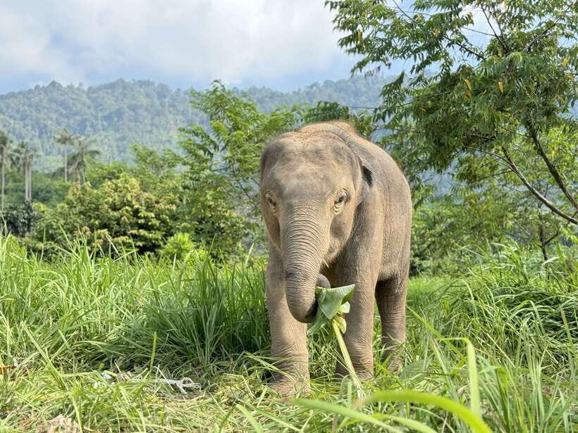 Samui: Elephant Home Sanctuary and the first elephant museum - Final Thoughts