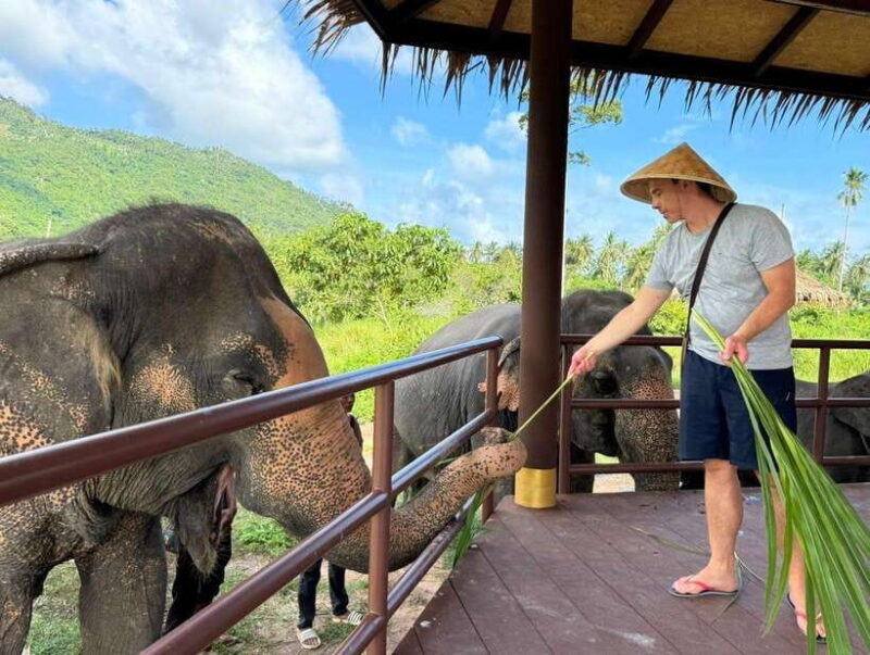 Samui: Elephant Home Sanctuary & the first elephant musuem - The Itinerary in Detail