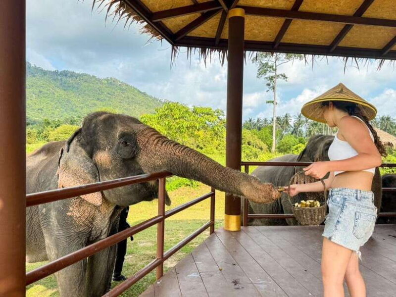Samui: Elephant Home Sanctuary & the first elephant musuem - Authentic, Respectful Encounters