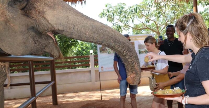 Samui: Feeding Program at the Elephant Home Nursery - The Itinerary Breakdown