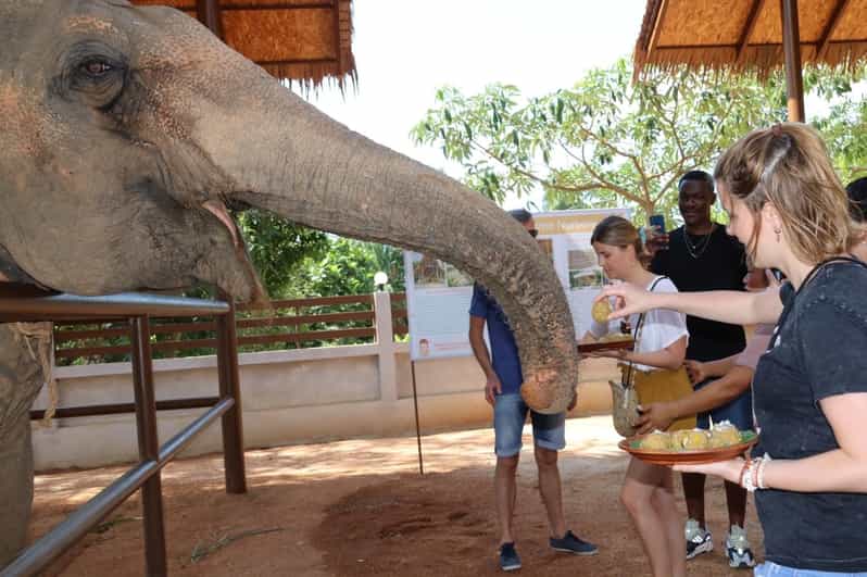 Samui: Feeding Program at the Elephant Home Nursery - FAQs