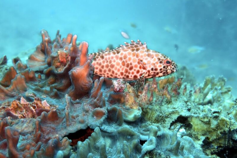 Samui: Intro Dive in Koh Tao - Final Thoughts