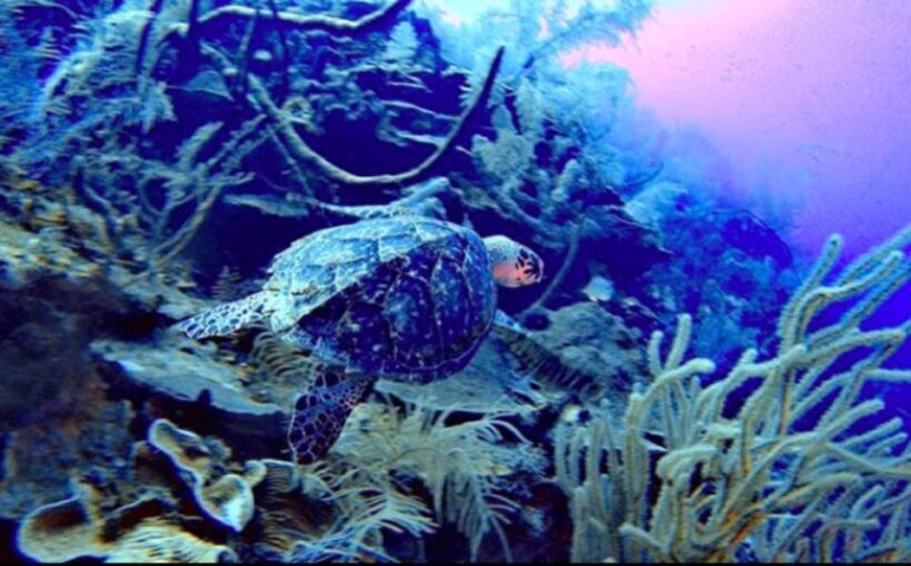 San Andres: SCUBA Diving Experience with Hotel Pickup - Key Points