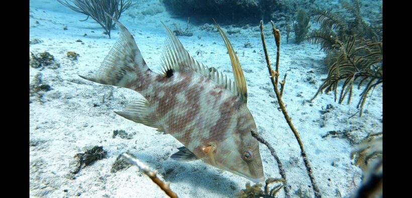 San Andres: SCUBA Diving Experience with Hotel Pickup - Introduction: What Makes This Tour Stand Out