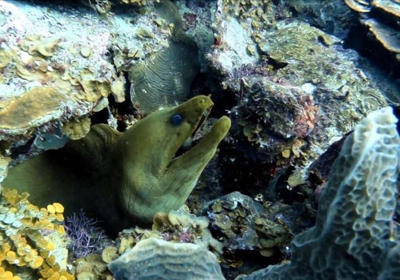 San Andres: SCUBA Diving Experience with Hotel Pickup - Practical Tips for Future Divers