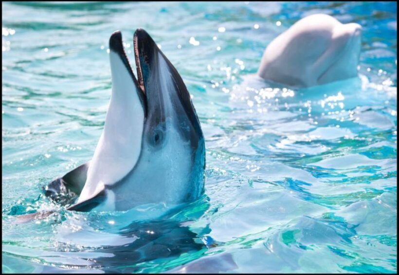 San Antonio: SeaWorld Skip-the-Line Park Admission Ticket - Rides and Attractions: What’s Worth Waiting For