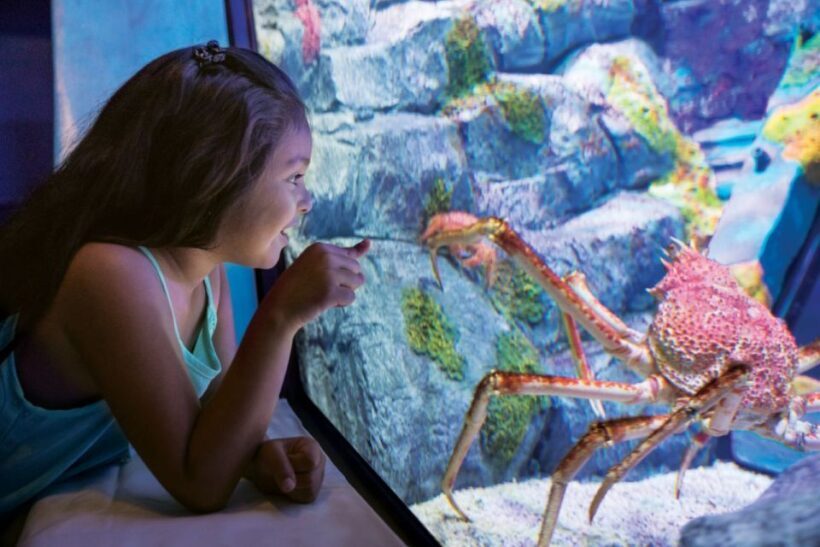 San Antonio: SeaWorld Skip-the-Line Park Admission Ticket - Authentic Encounters and Shows