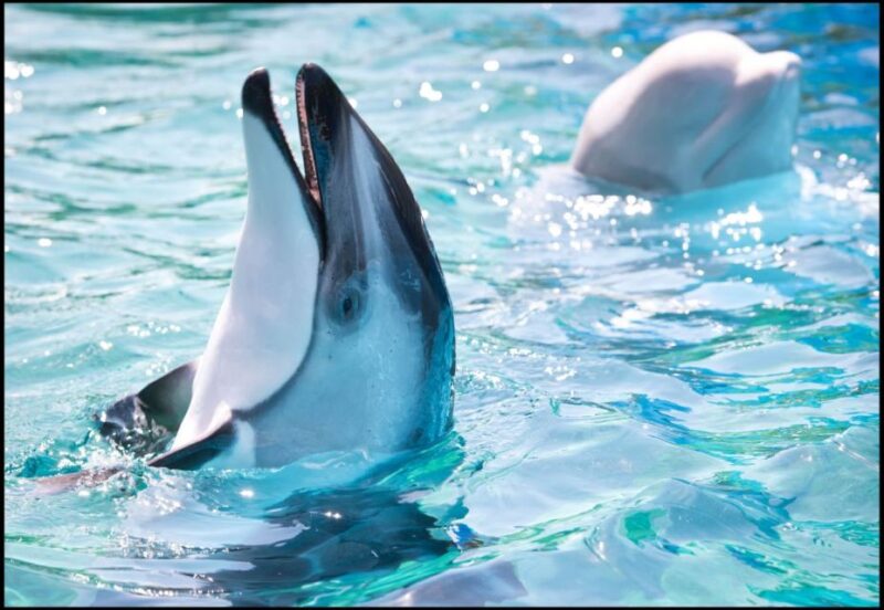 San Antonio: SeaWorld Skip-the-Line Park Admission Ticket - FAQ about the SeaWorld San Antonio Skip-the-Line Ticket