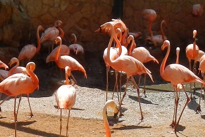 San Antonio Zoo General Admission Ticket - FAQ