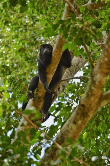 San Cristóbal: 3-Day Kayak Tour in the Lacandon Jungle - Key Points