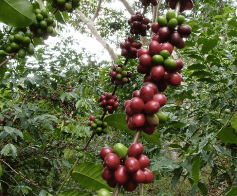 San Cristobal: Coffee Tour in the Mountains of Chiapas - Key Points
