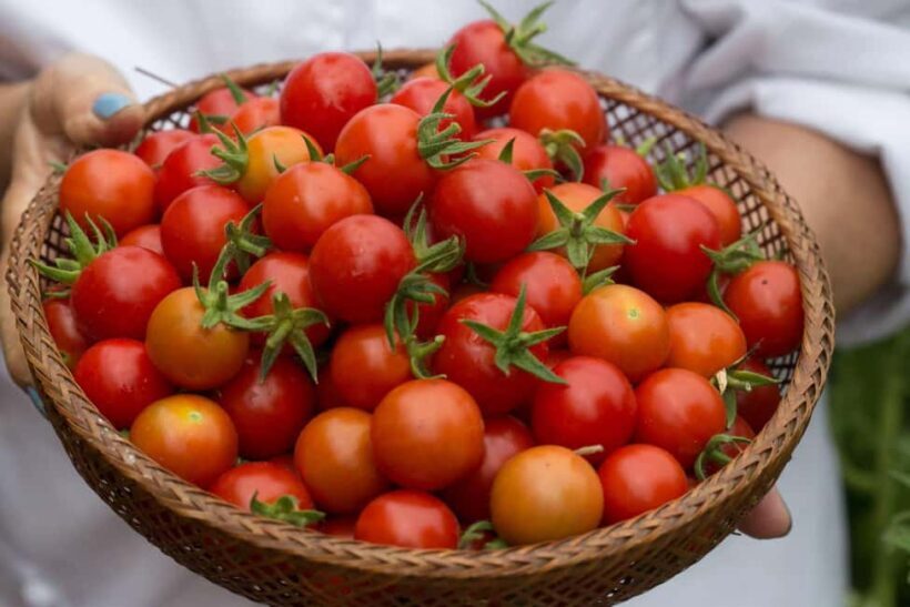 San Diego: 2-Hour Pasta Cooking Class at a Local Brewery - Who Will Love This Experience?